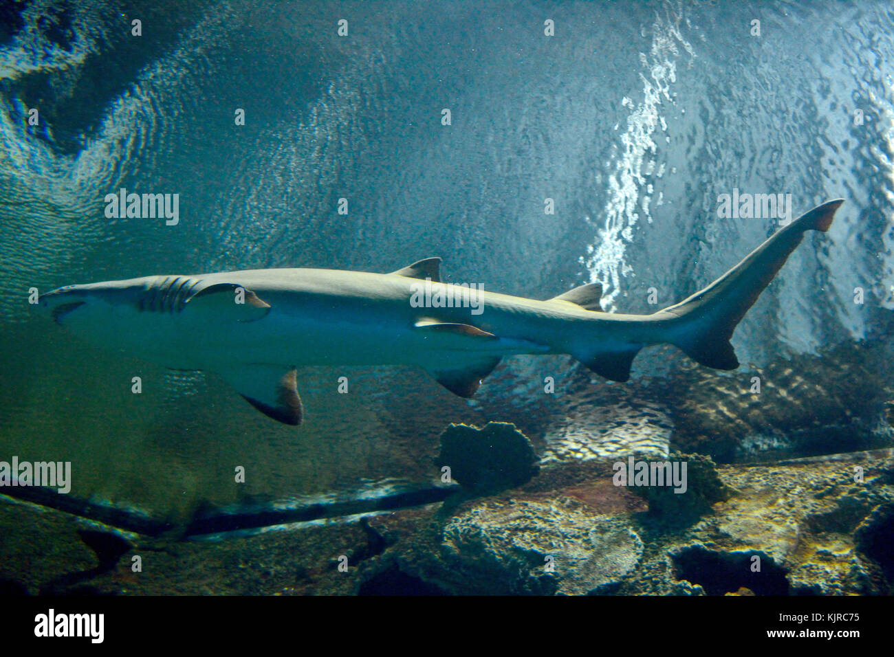 Blacktip reef shark (Carcharhinus melanopterus) is identified by the ...