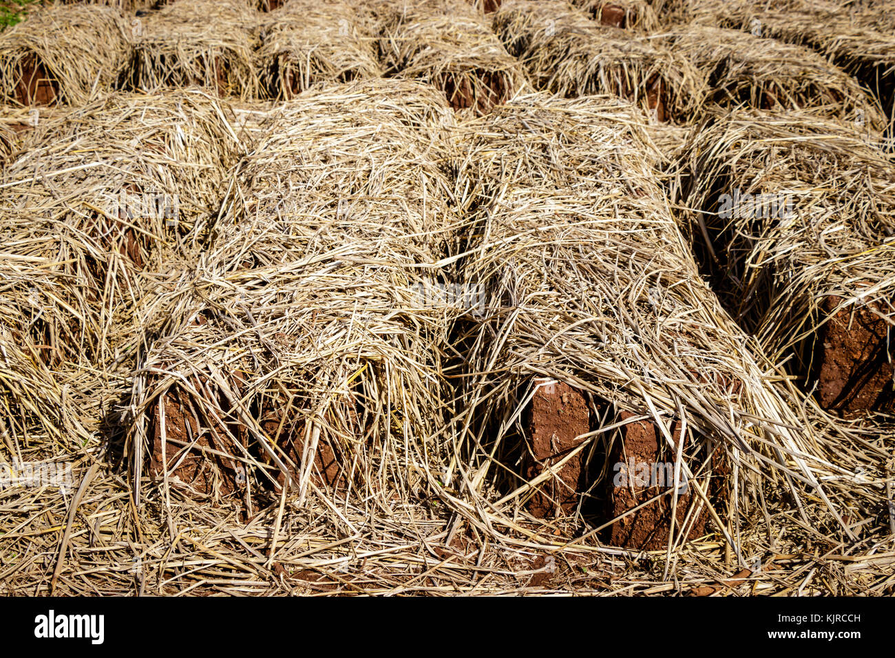 Drying mud bricks in Uganda. The straw is used to keep the mud bricks ...