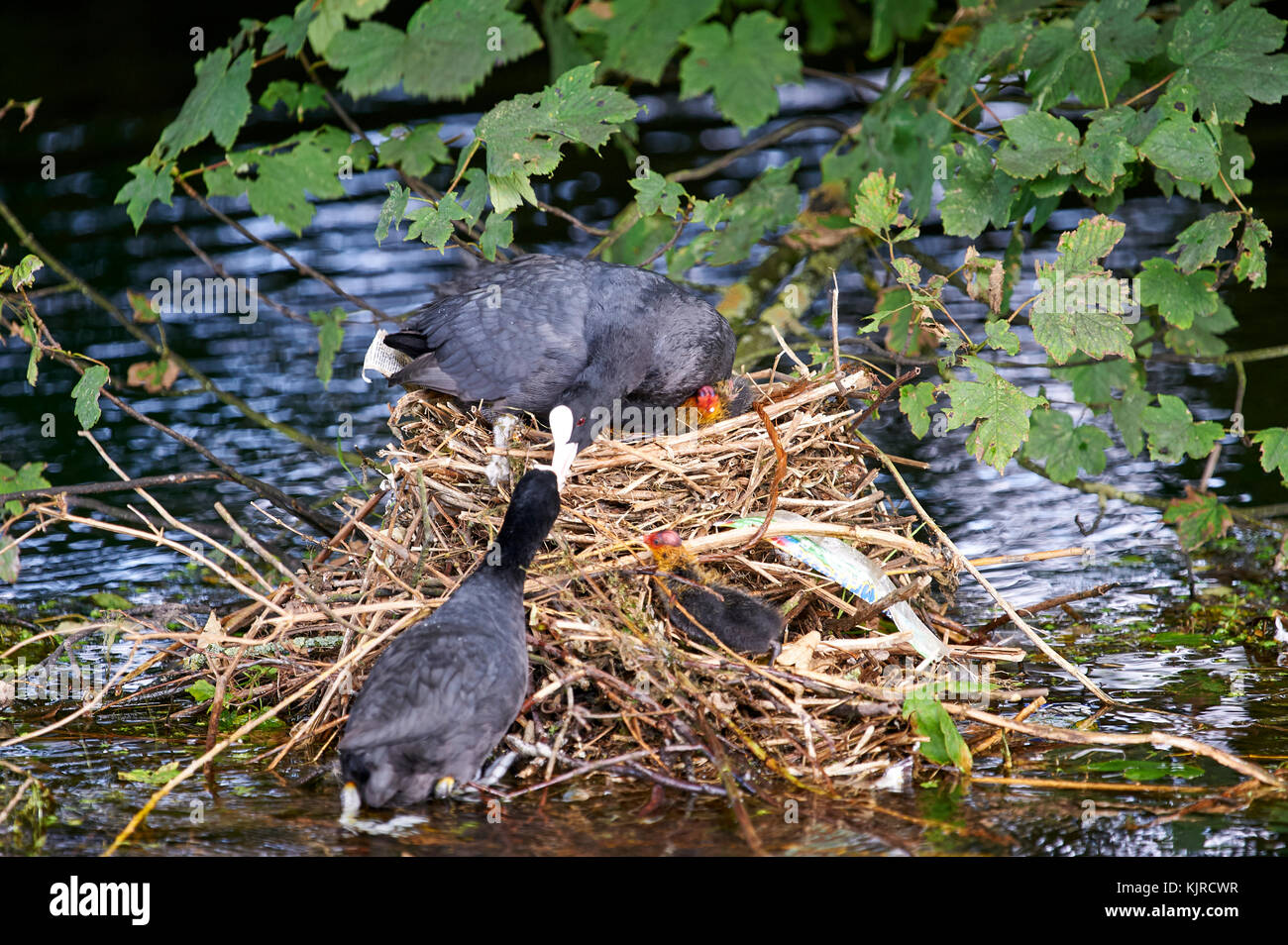 Male coot feeding female coot (Fulica atra) with chicks on nest in ...