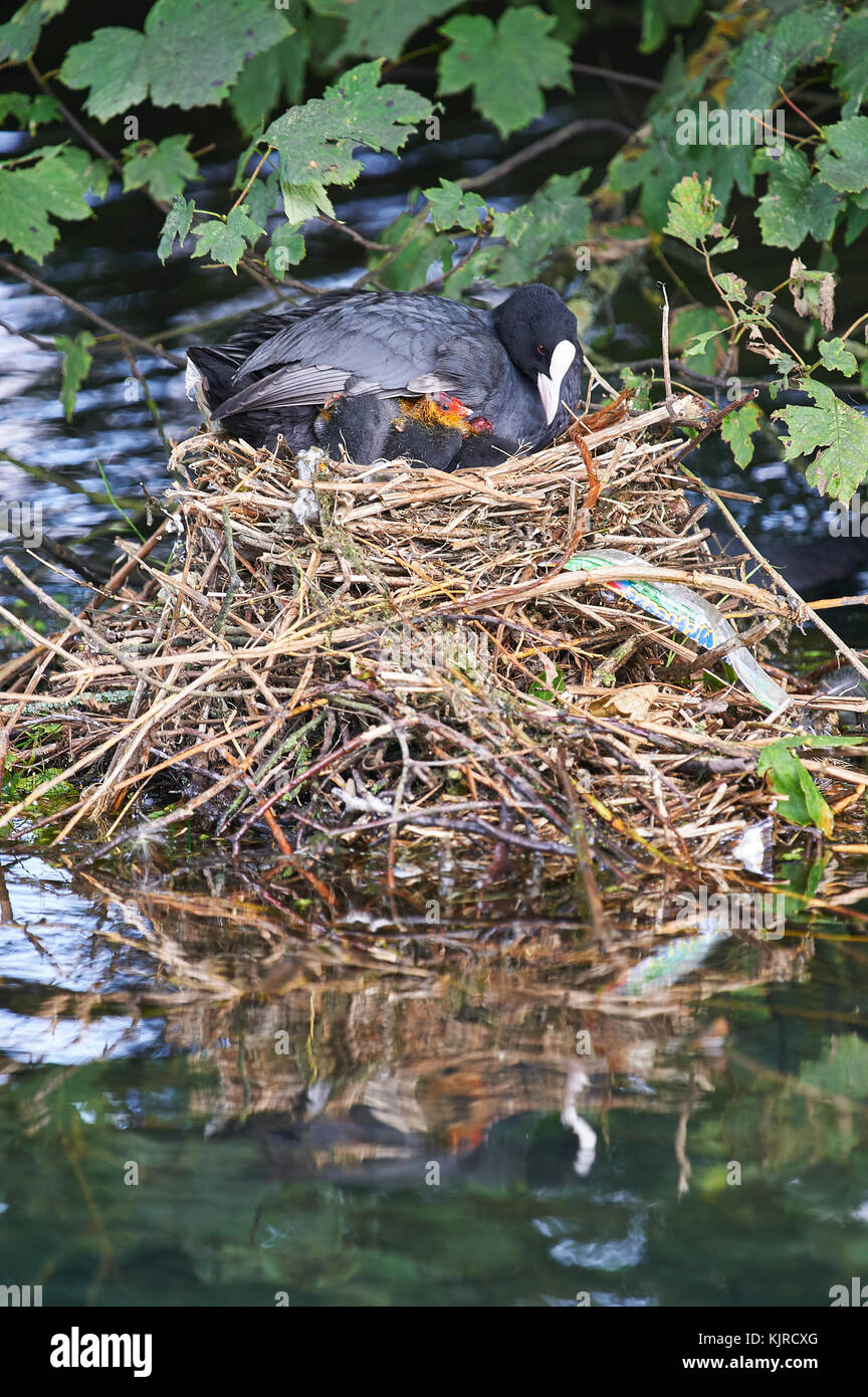 Female coot (Fulica atra) nurturing chicks on nest in stream Stock ...
