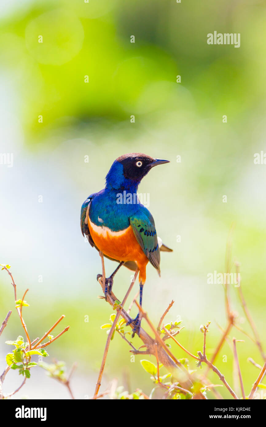 Colorful superb starling bird in Tanzania Africa Stock Photo - Alamy