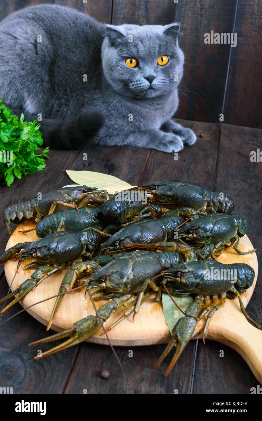 Live crawfish hi-res stock photography and images - Alamy