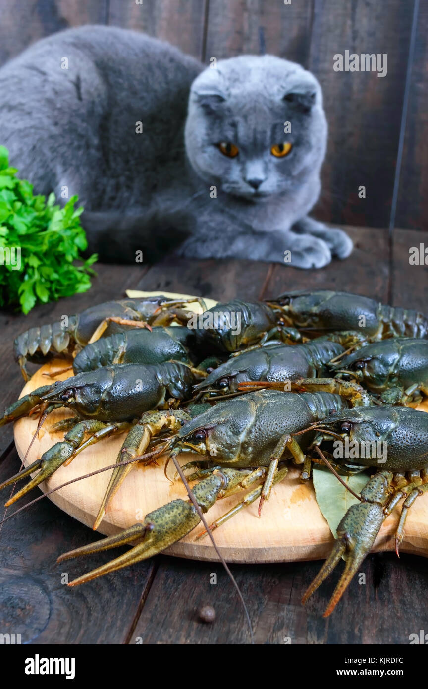 Live crawfish hi-res stock photography and images - Alamy