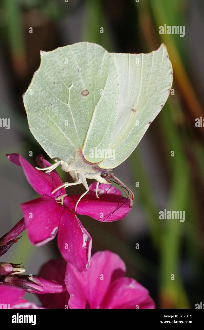 Shape of a butterfly hi-res stock photography and images - Alamy