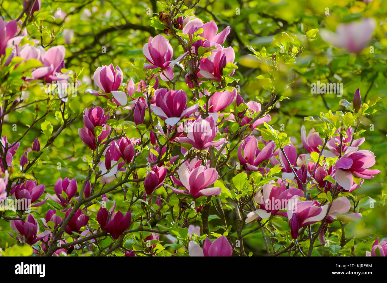 Magnolia spring flowers Stock Photo - Alamy