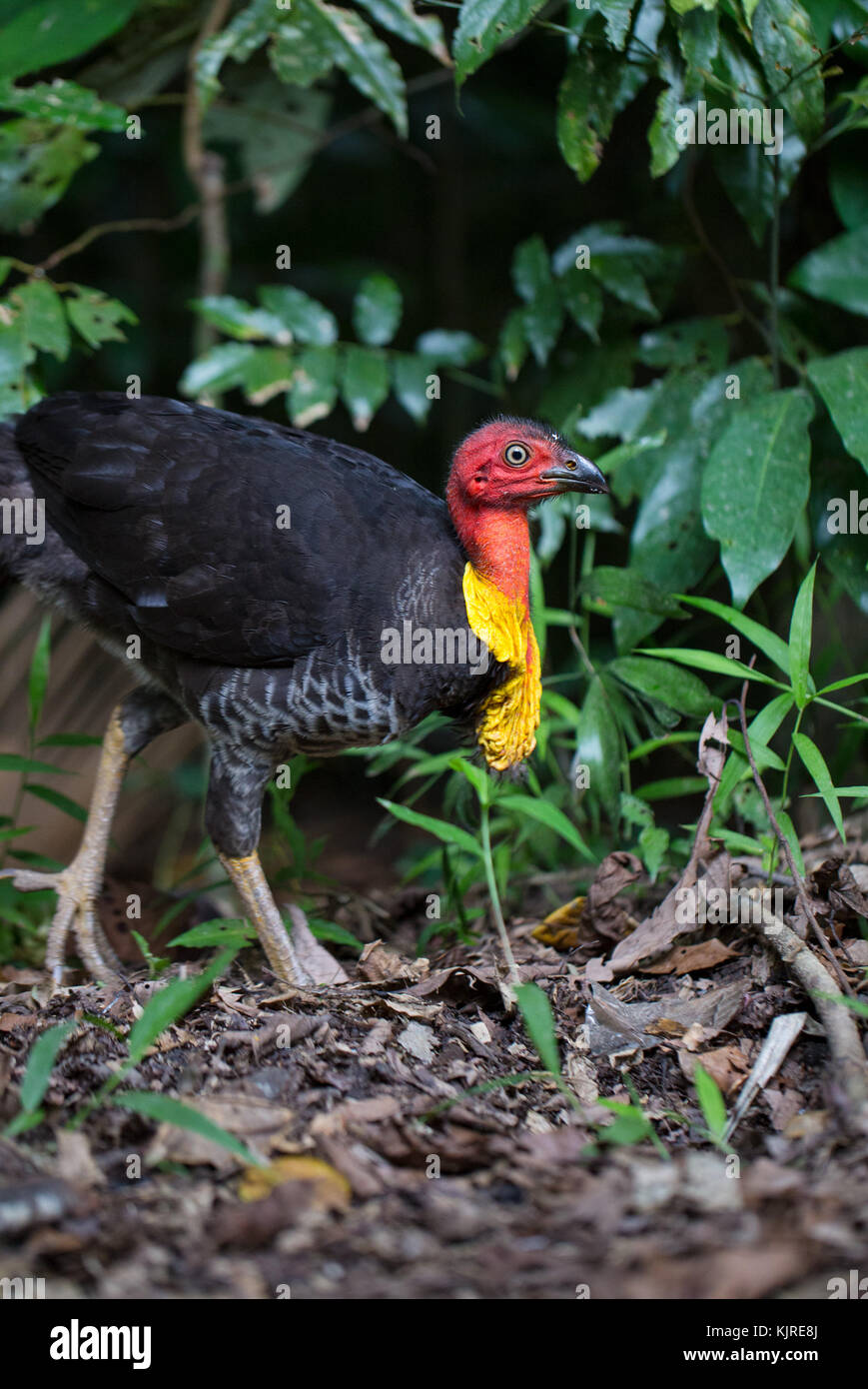 Australian Brush Turkey (Alectura lathami) in rainforest in Far North ...