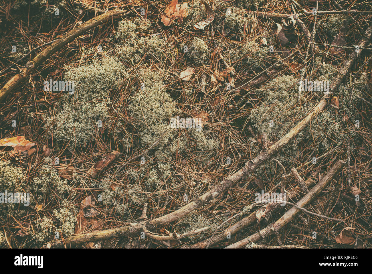 Abstract moss background Stock Photo - Alamy