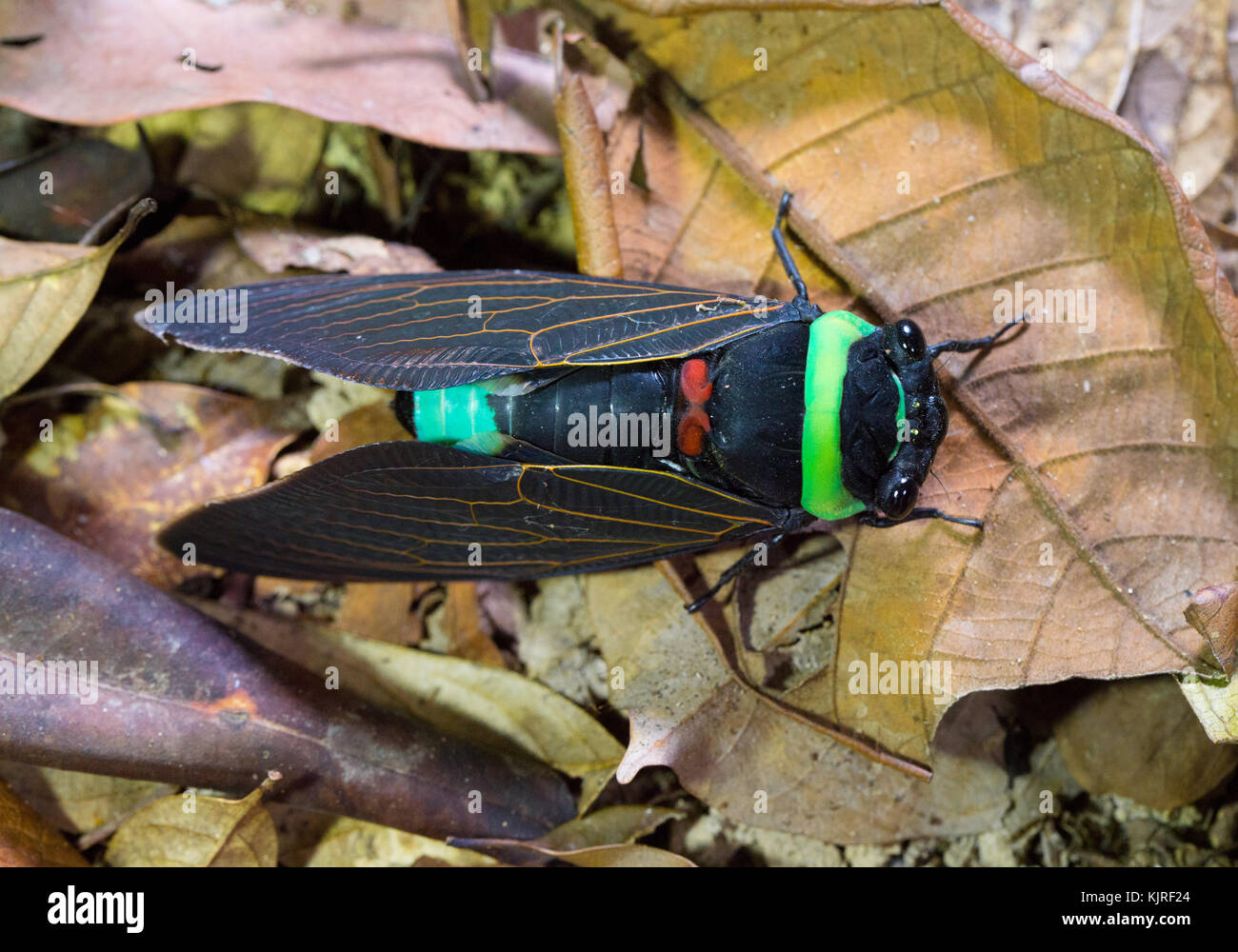 Tacua speciosa, a colourful rainforest cicada in Kubah National Park ...