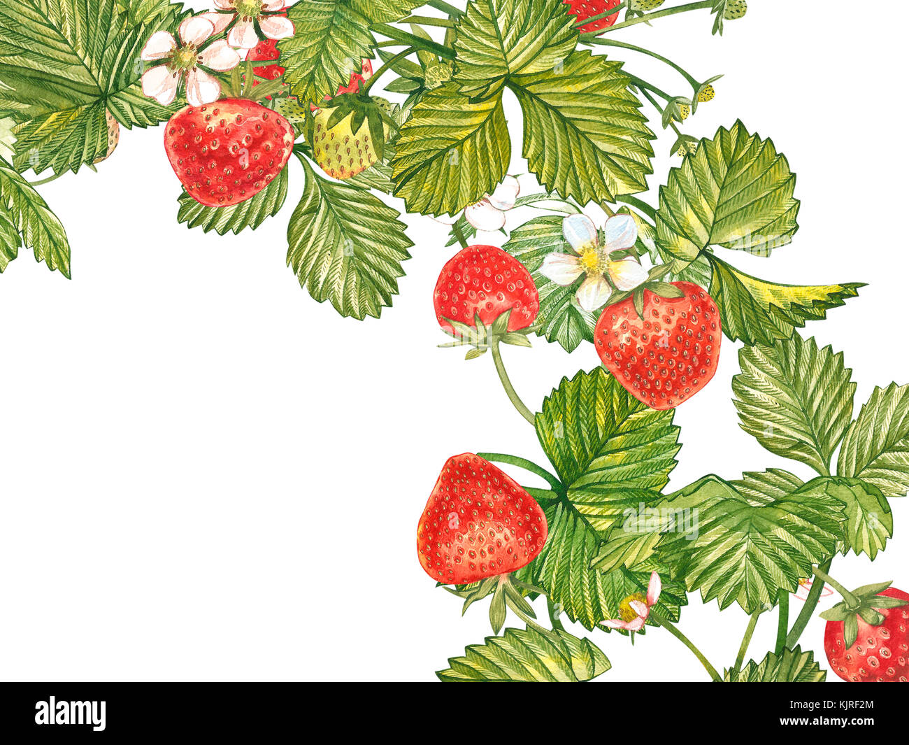 Horizontal banners with ripe red berry strawberry on white background ...