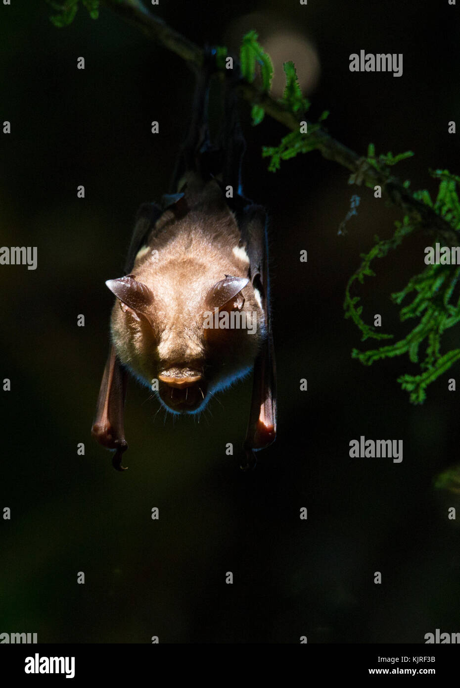 Diadem Leaf-nosed Bat or Diadem Roundleaf Bat (Hipposideros diadema ...