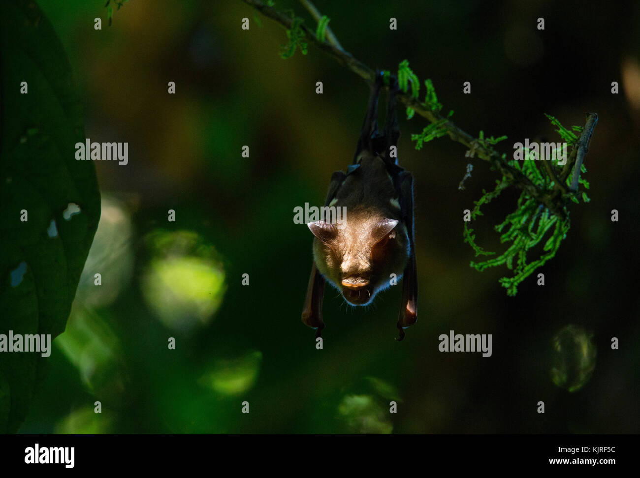Leaf nosed bat hi-res stock photography and images - Alamy