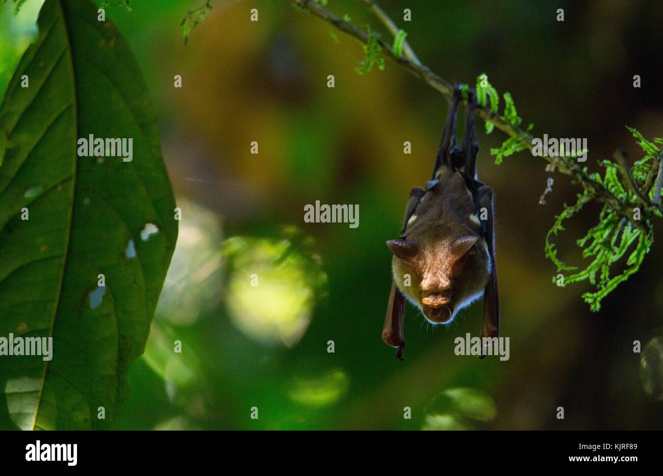 Diadem Leaf-nosed Bat or Diadem Roundleaf Bat (Hipposideros diadema ...