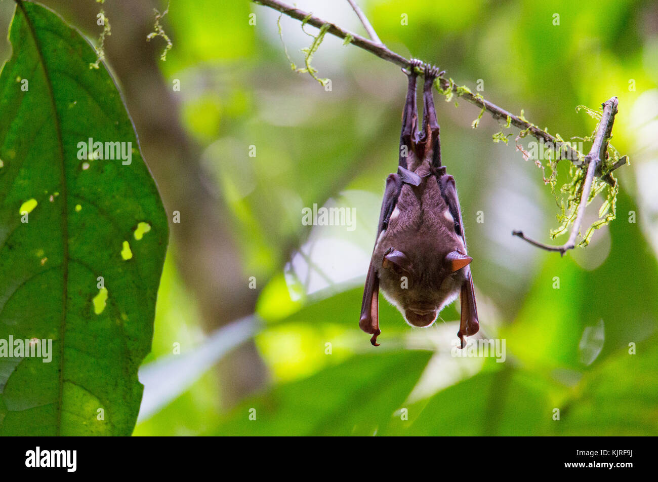 Leaf nosed bat hi-res stock photography and images - Alamy