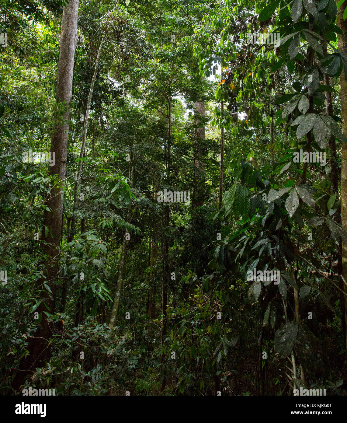 Lush tropical rainforest in the Maliau Basin, Sabah, Malaysian Borneo ...