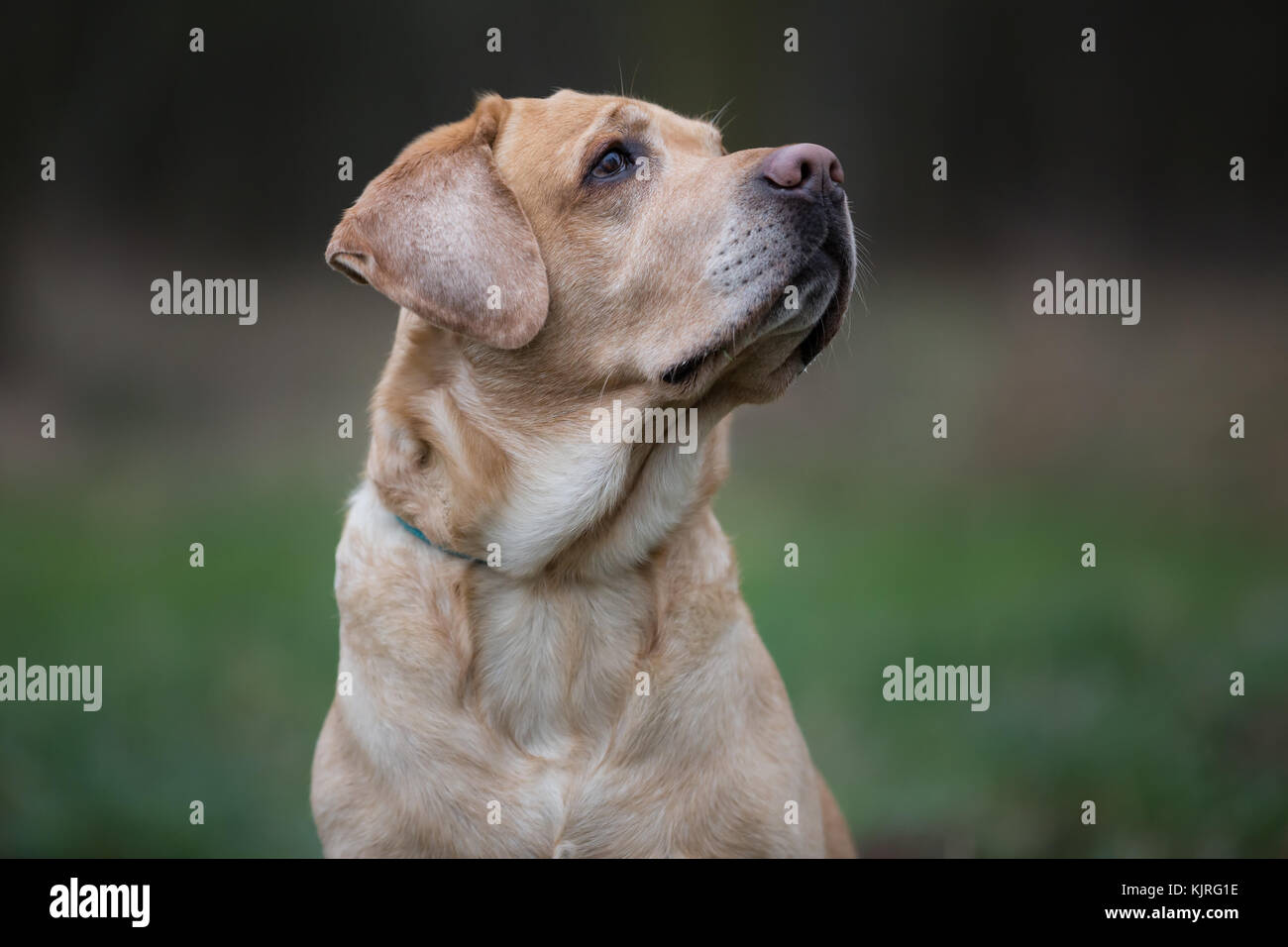 Labrador dog portrait hi-res stock photography and images - Alamy