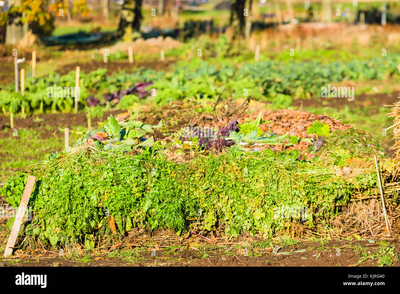 Fresh vegetable tops in compost pile Stock Photo - Alamy