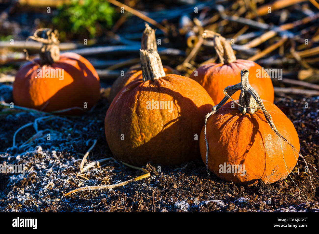 Soil temperature hi-res stock photography and images - Alamy