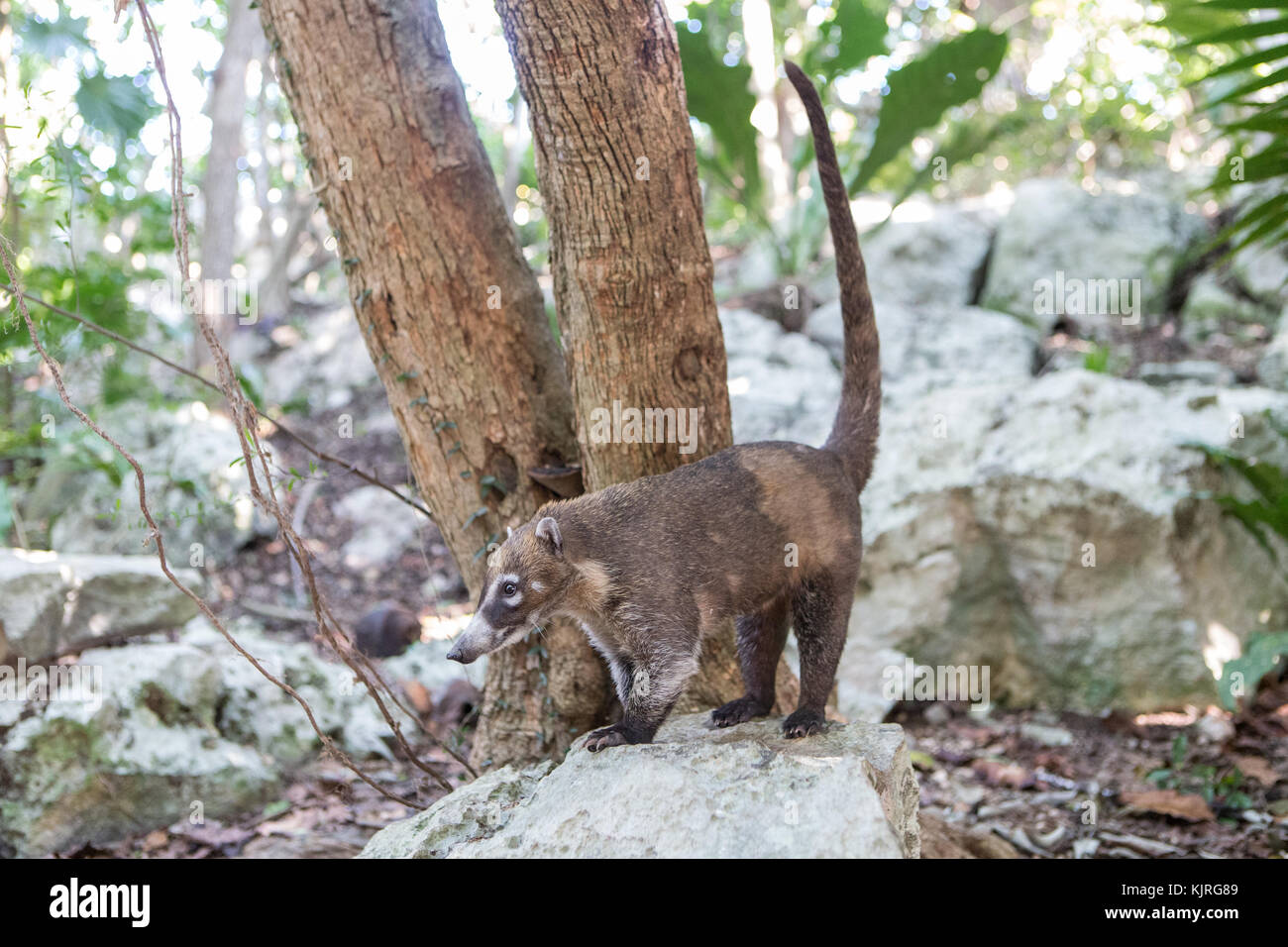 mexican rodent cuati in the jungle Stock Photo - Alamy