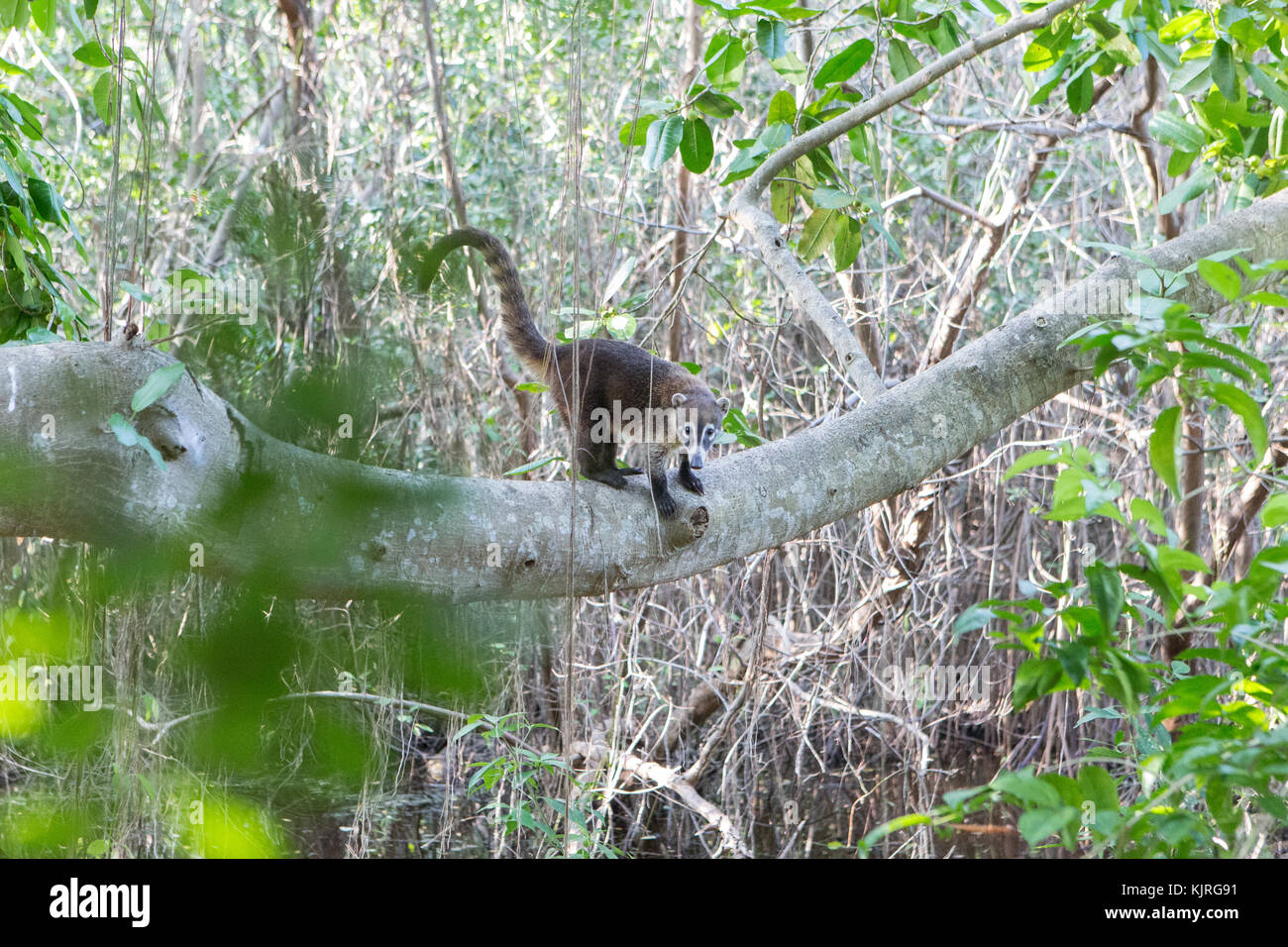 mexican rodent cuati in the jungle Stock Photo - Alamy