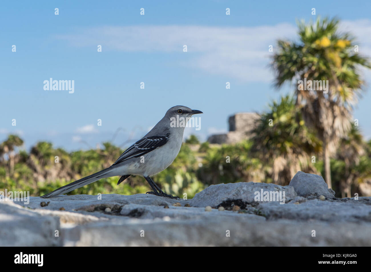 bird sitting at ruins of tulum Stock Photo - Alamy