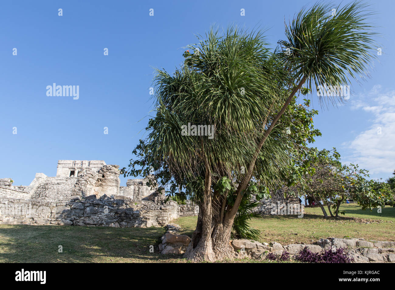 tree at the ruins of tulum Stock Photo - Alamy