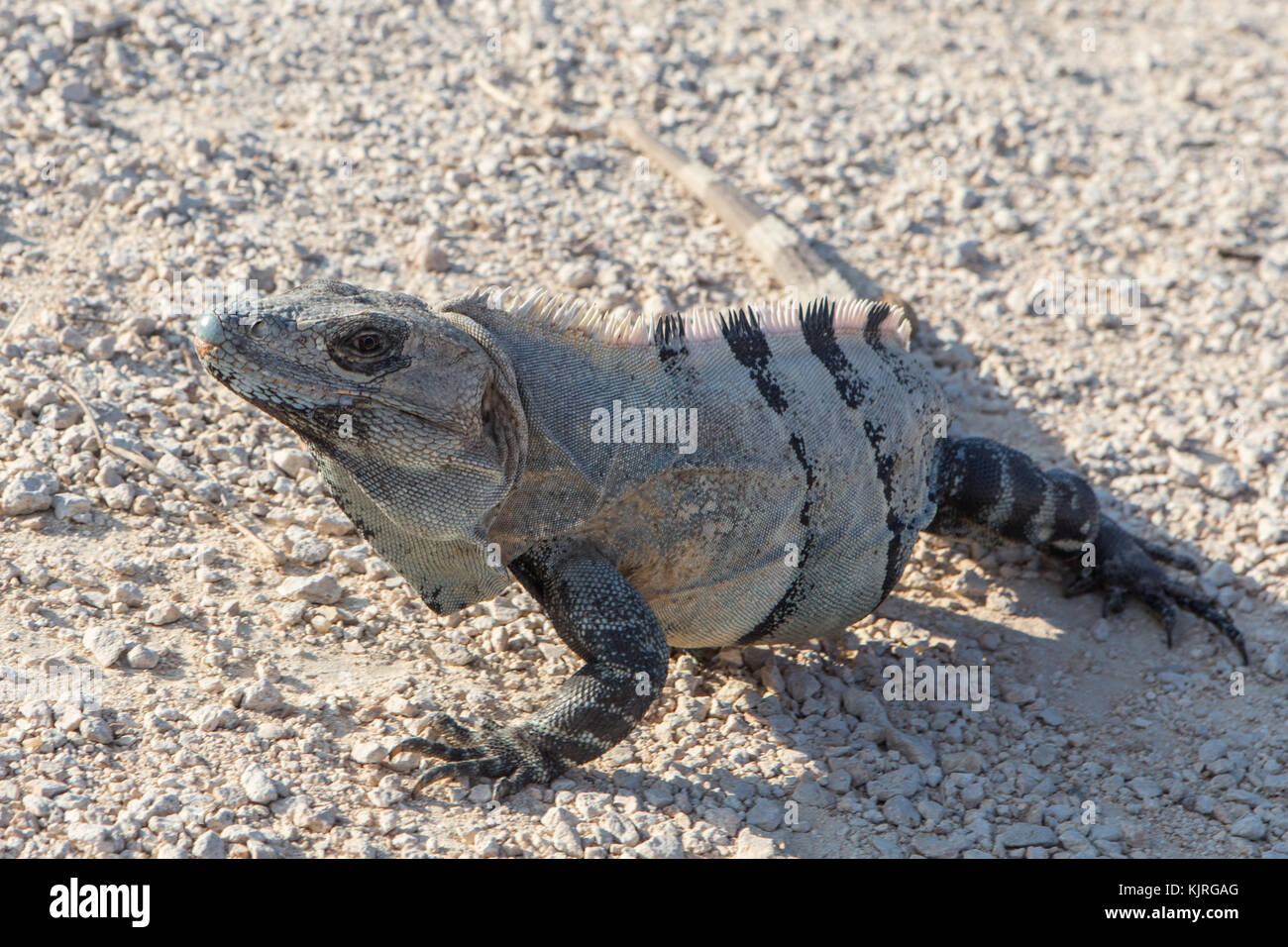 iguana at tulum ruins Stock Photo - Alamy