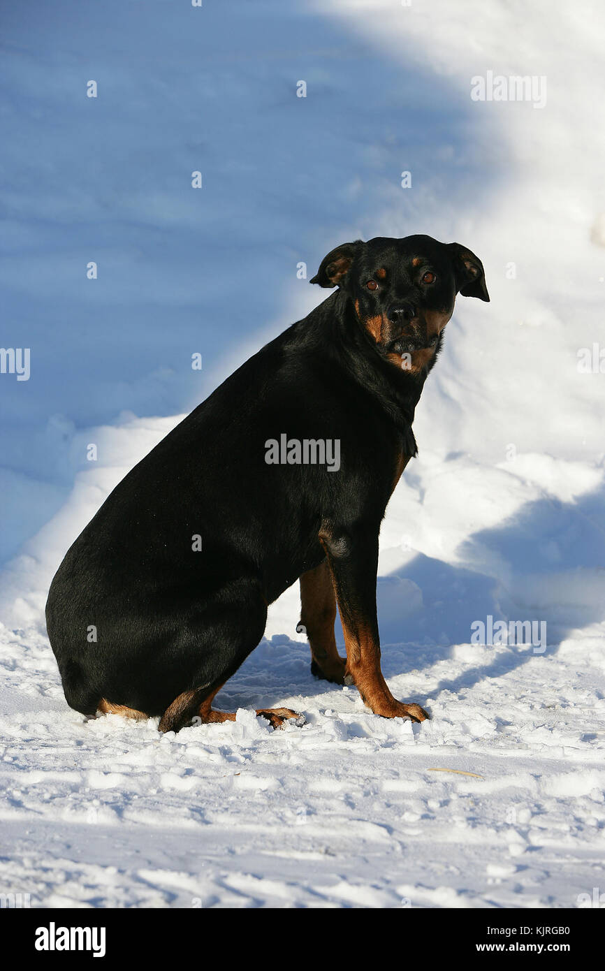 Rottweiler winter hi-res stock photography and images - Alamy