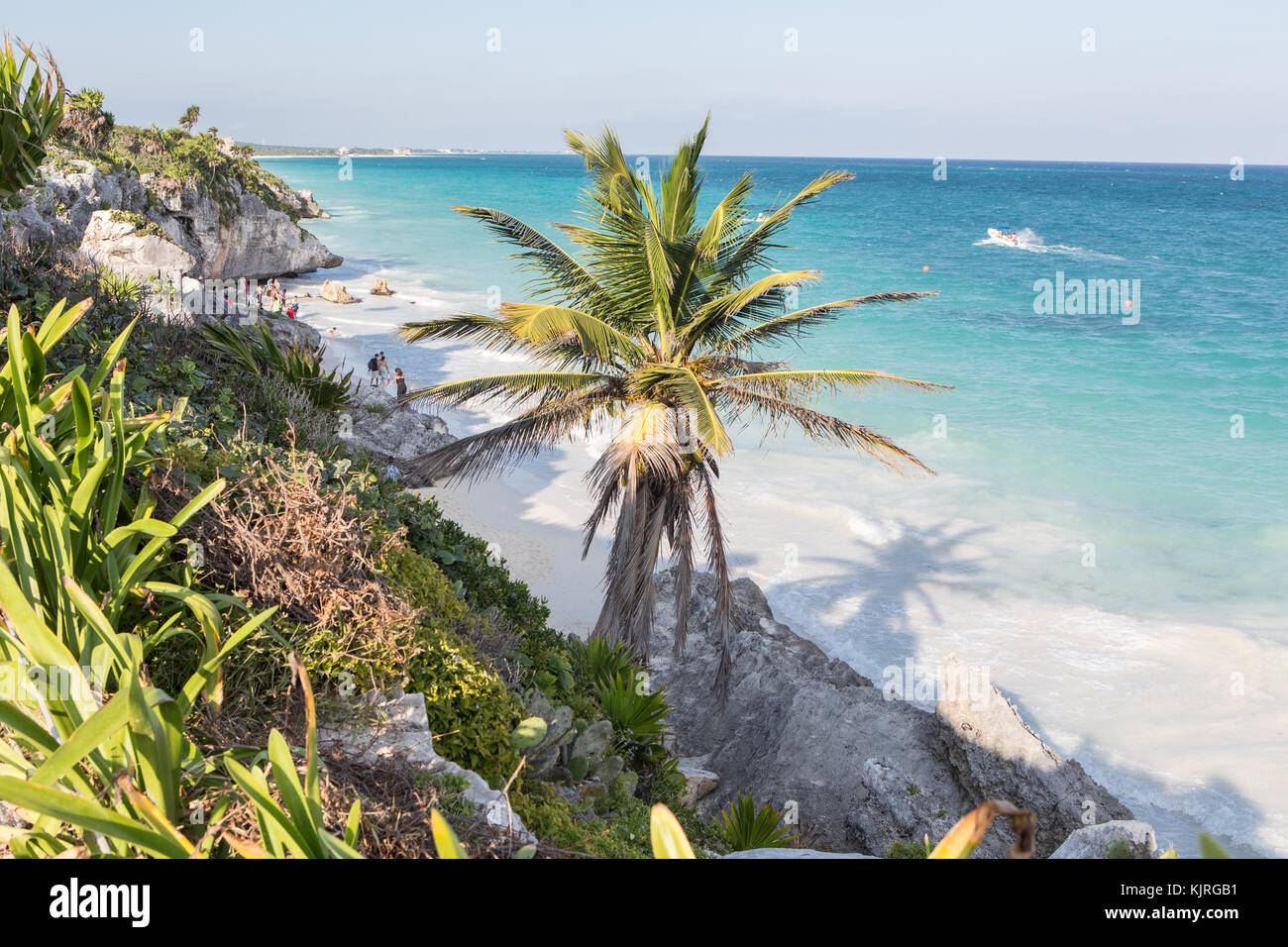 pal tree on the coast at the ruins of tulum Stock Photo - Alamy