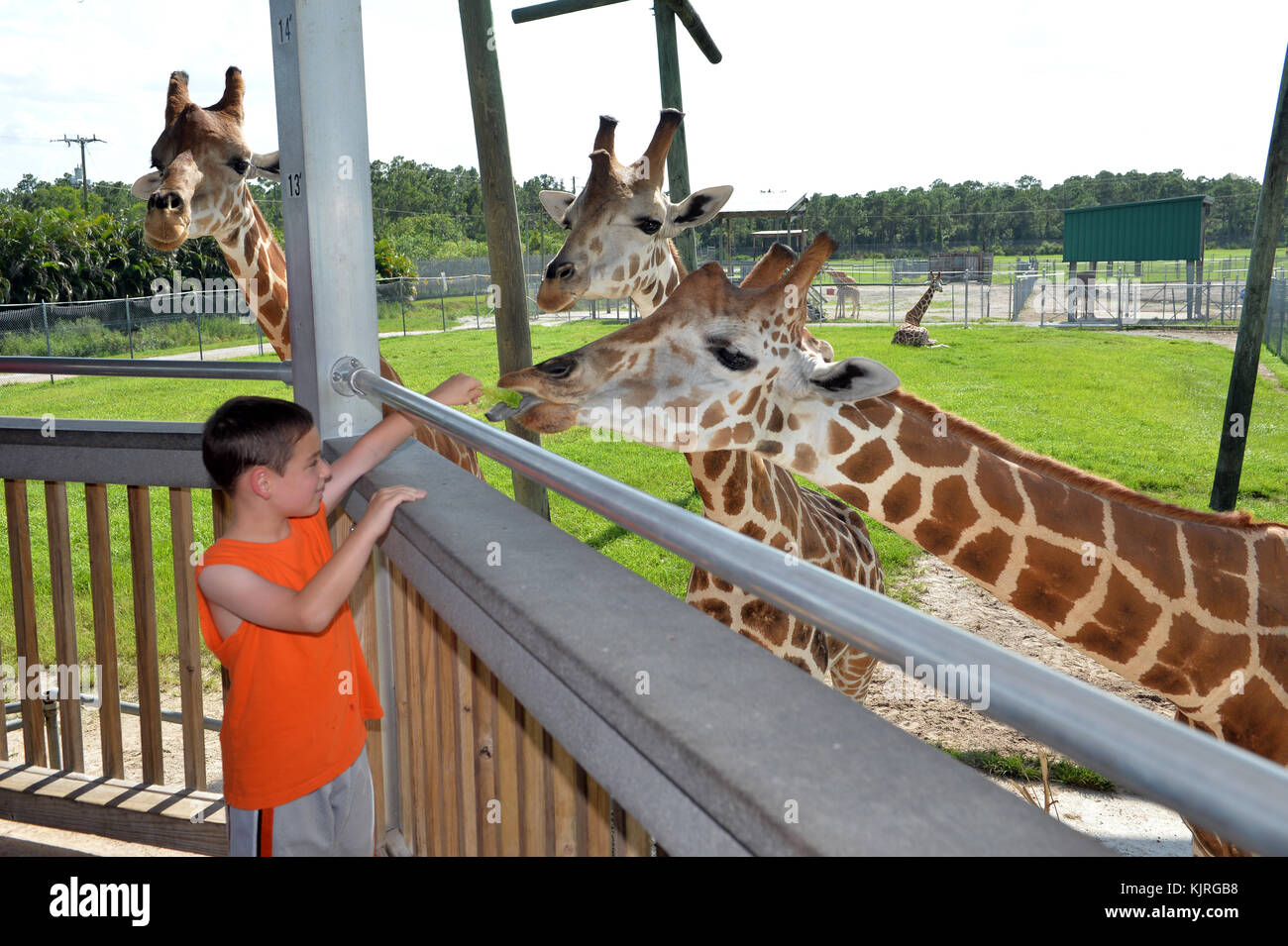 Lobozzo hi-res stock photography and images - Alamy