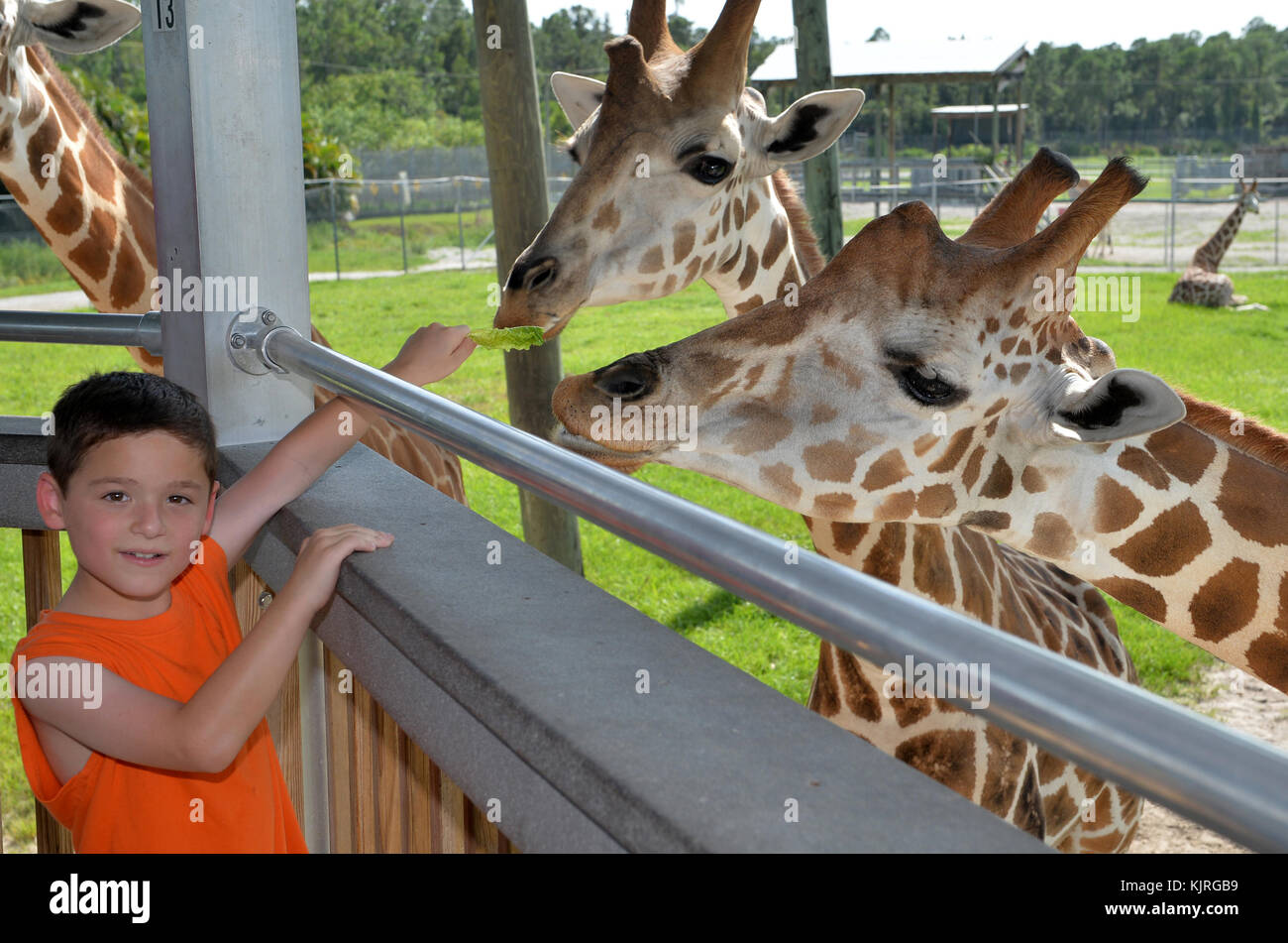 Lobozzo hi-res stock photography and images - Alamy