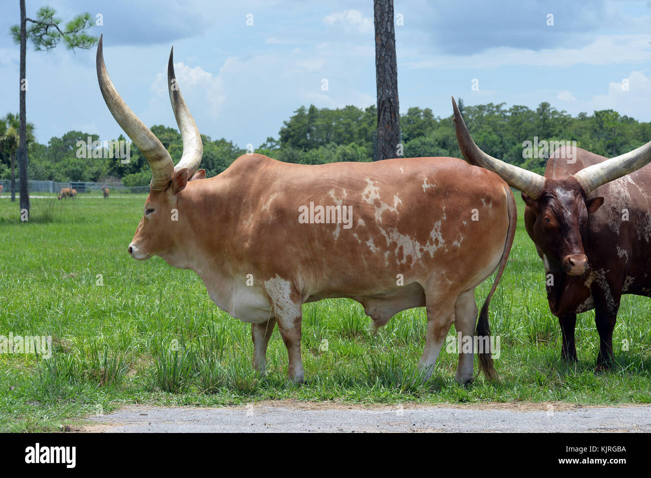 LOXAHATCHEE, FL - AUGUST 17: Texas Longhorn at Lion Country Safari on ...