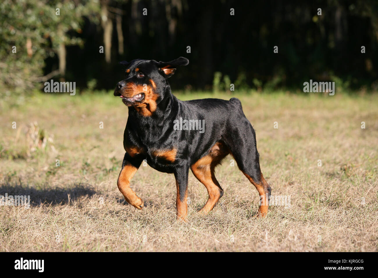 Flying grass hi-res stock photography and images - Alamy