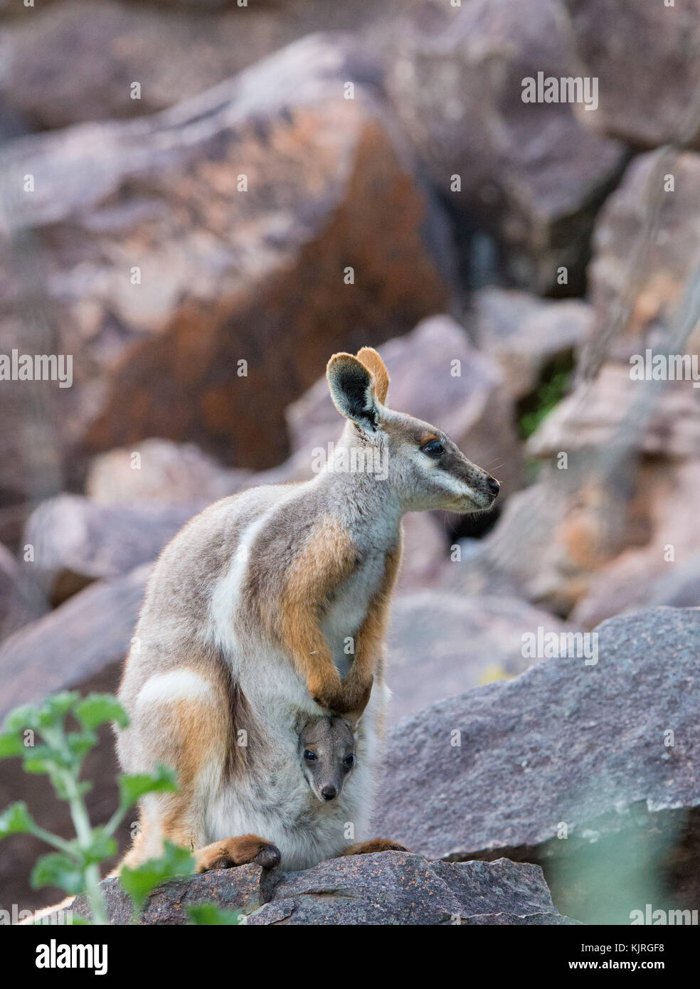 Yellow-footed Rock-wallaby (Petrogale xanthopus) with joey in pouch ...
