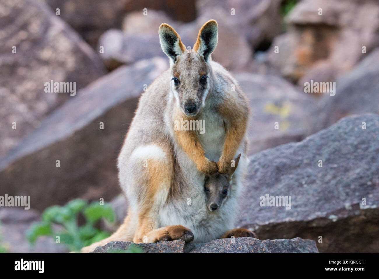 Yellow-footed Rock-wallaby (Petrogale xanthopus) with joey in pouch ...