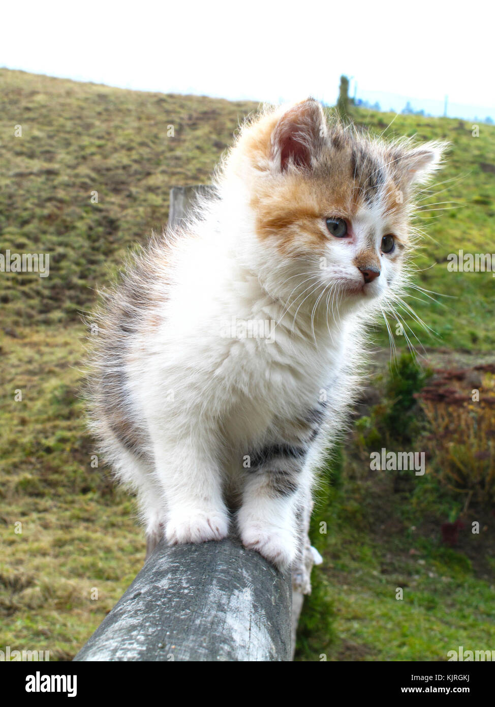 little cute kytty on wooden fent Stock Photo - Alamy