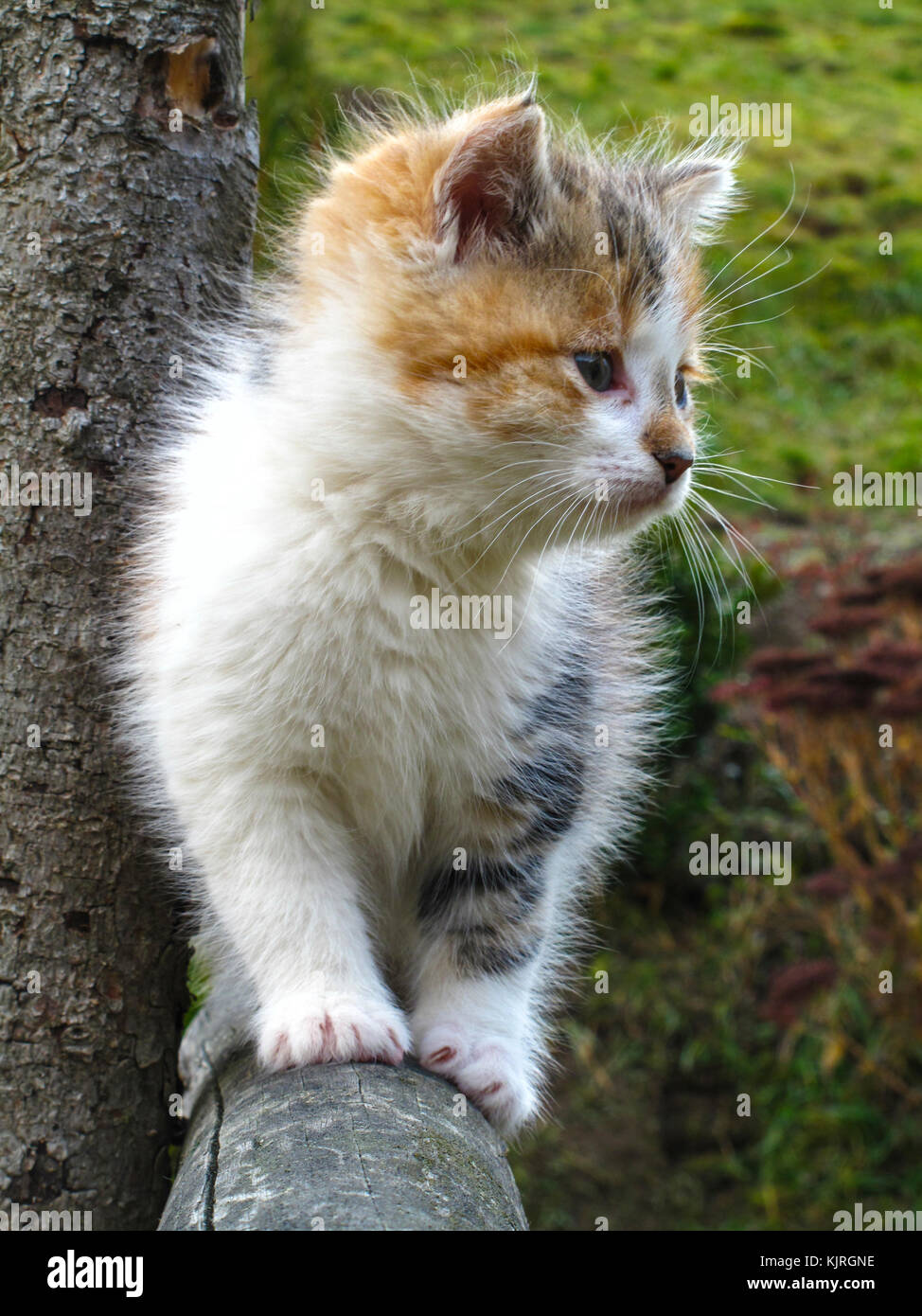 little cute kytty on wooden fent Stock Photo - Alamy