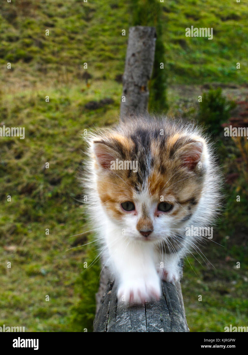 little cute kytty on wooden fent Stock Photo - Alamy