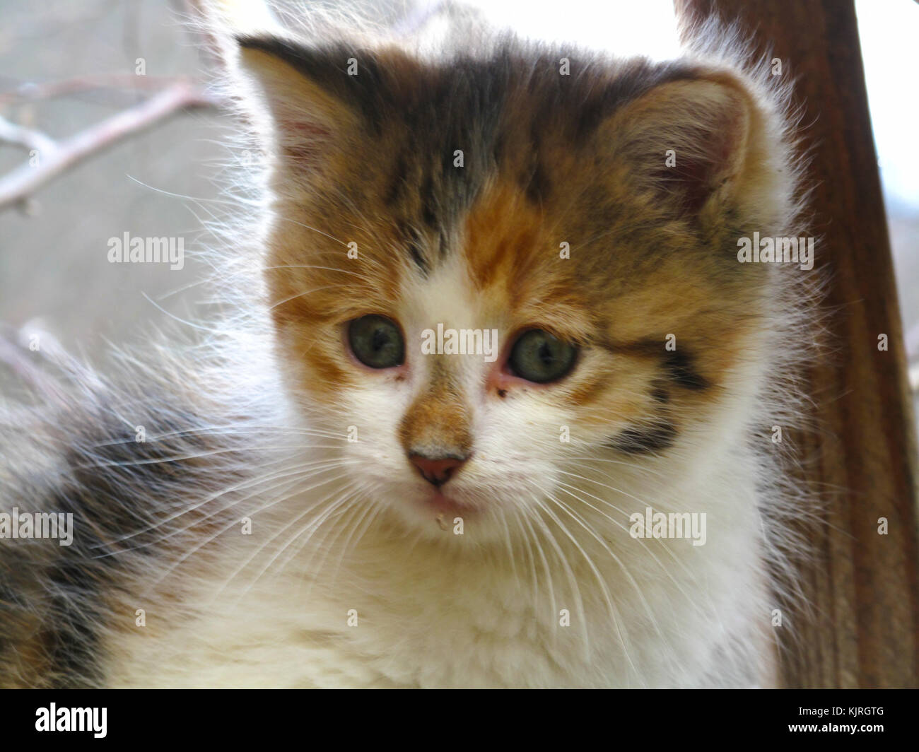little cute kytty on wooden fent Stock Photo - Alamy