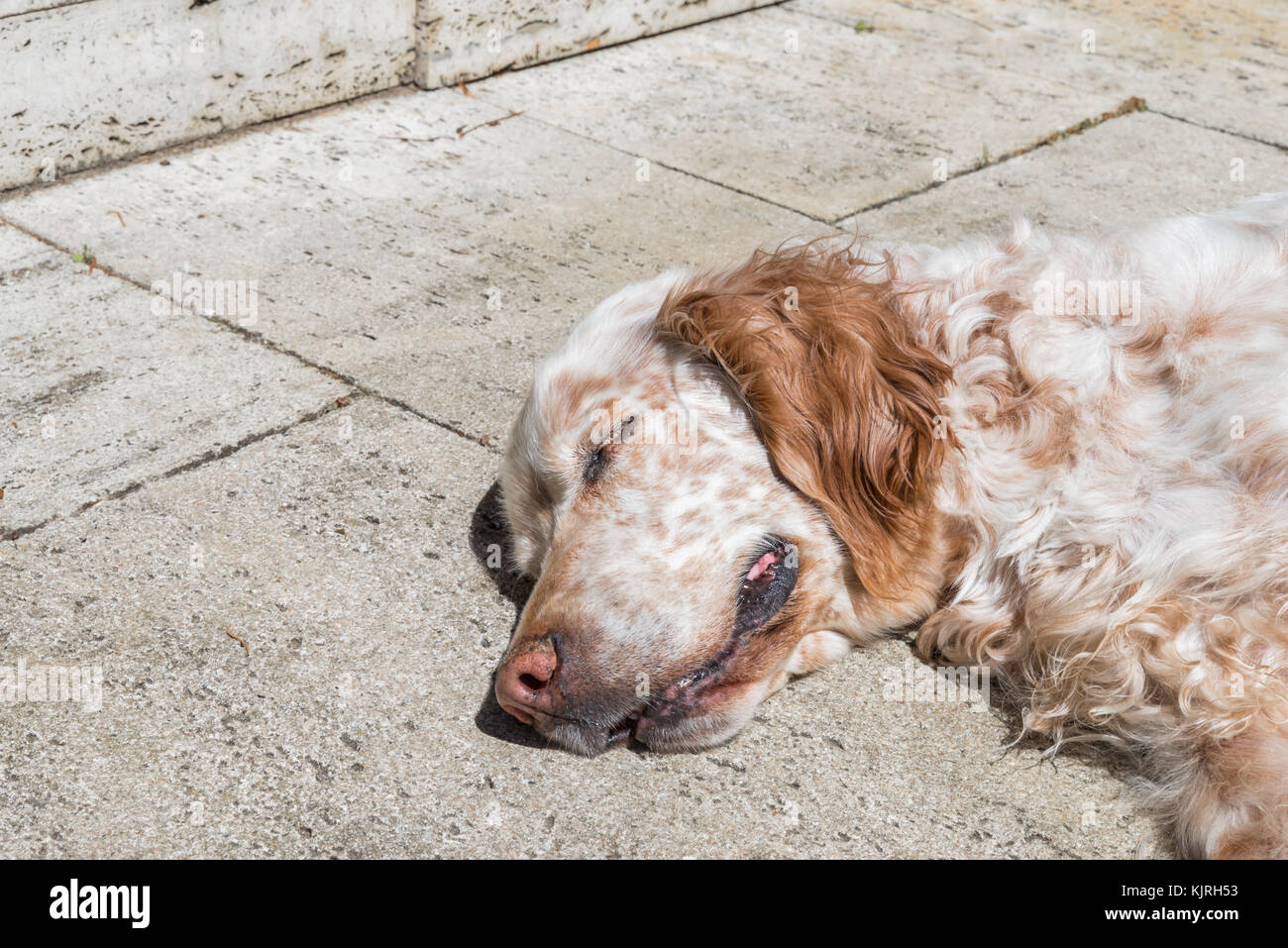 Speckled pointer hi-res stock photography and images - Alamy