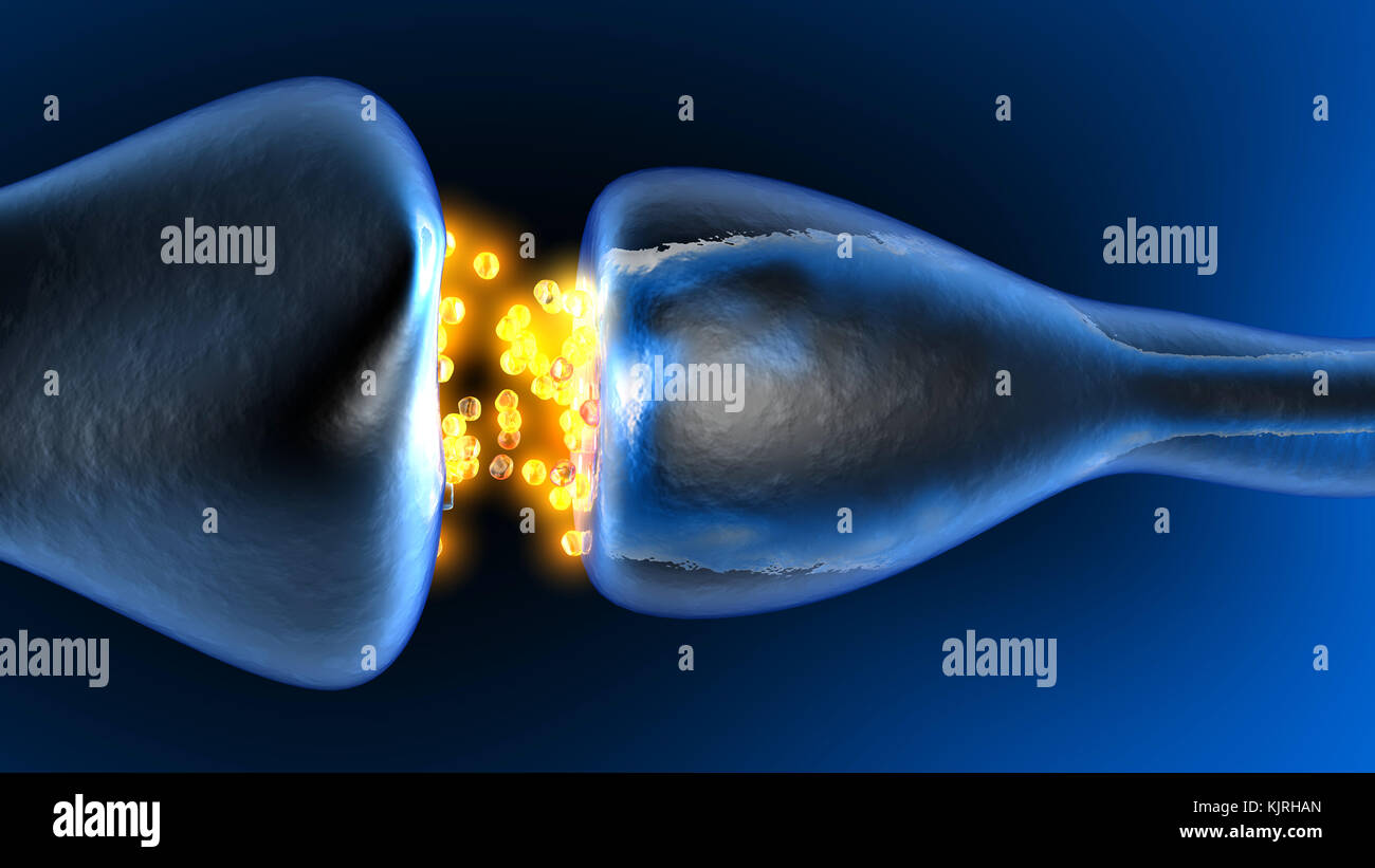 Neurotransmission in the Synapse. 3D rendered animation Stock Photo - Alamy
