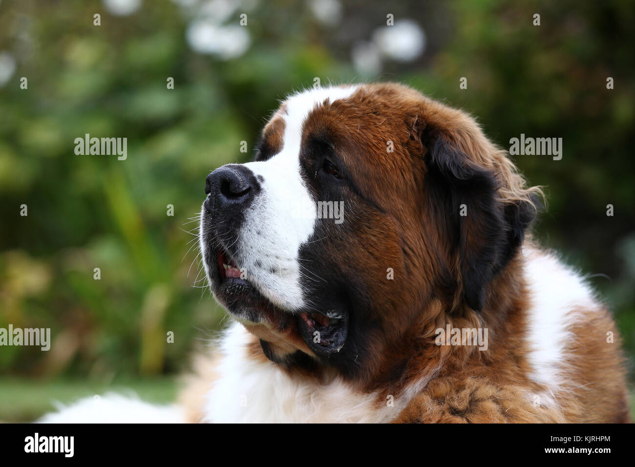 Alpine mastiff hi-res stock photography and images - Alamy