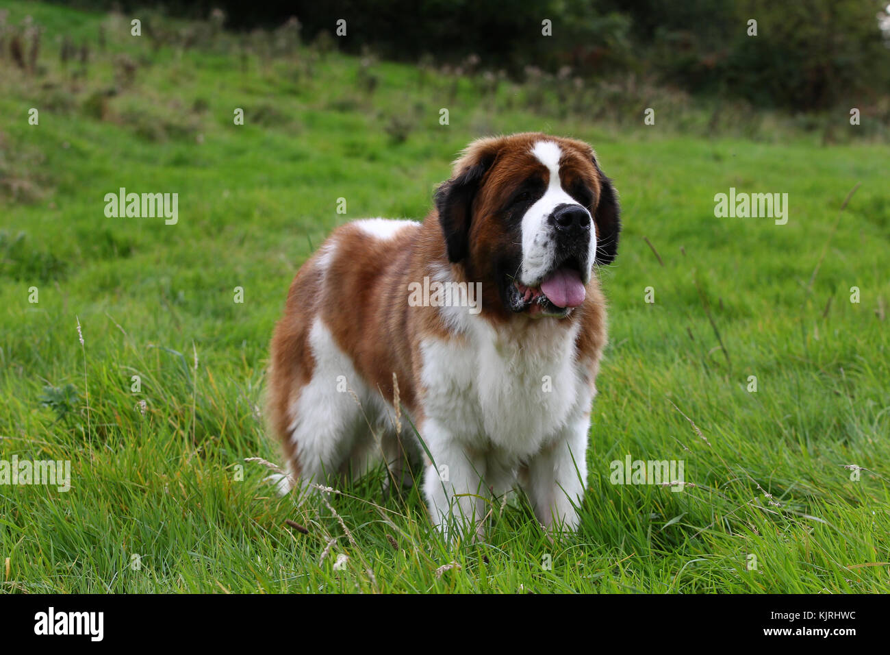 Alpine mastiff hi-res stock photography and images - Alamy