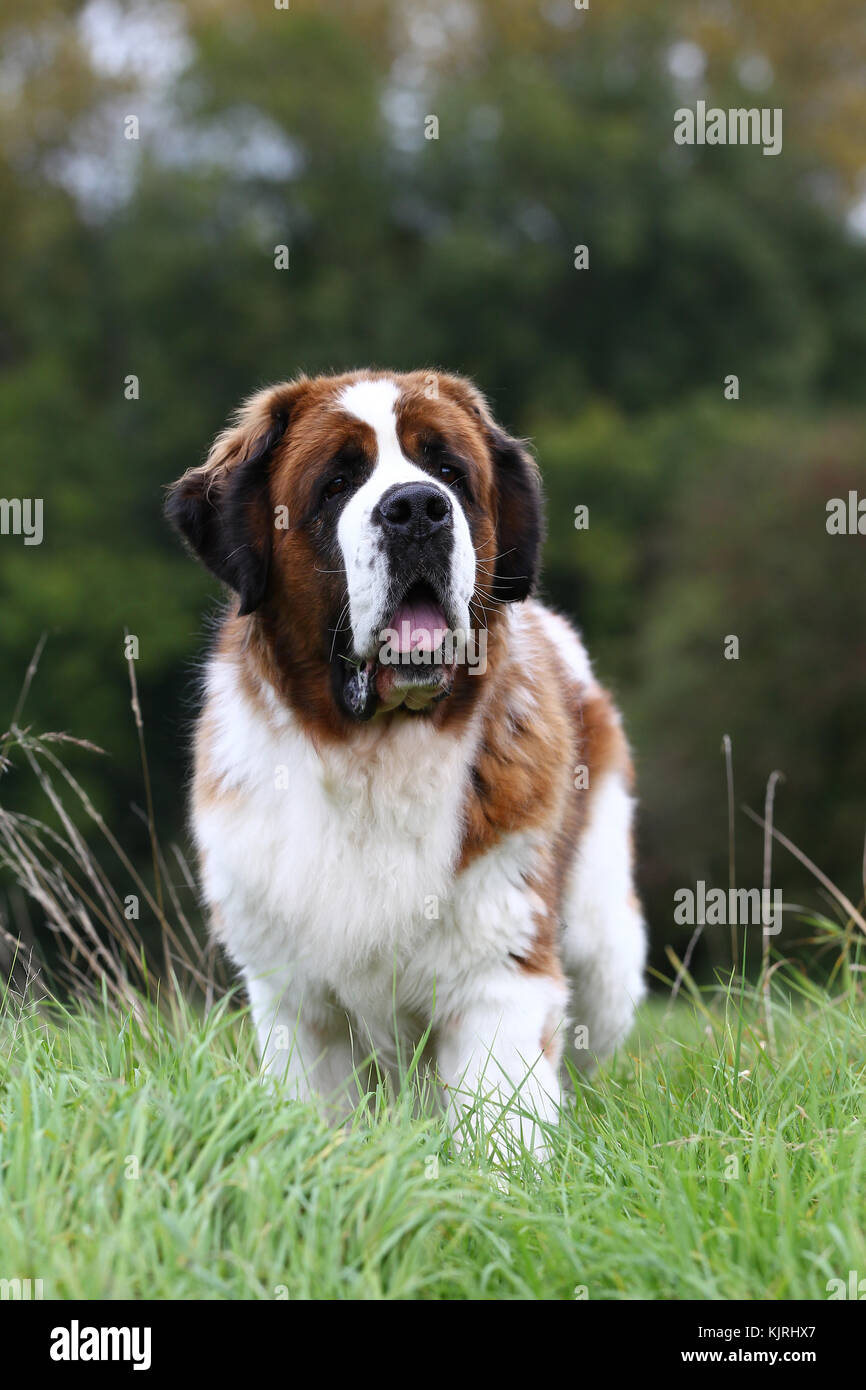 Alpine Mastiff High Resolution Stock Photography and Images - Alamy