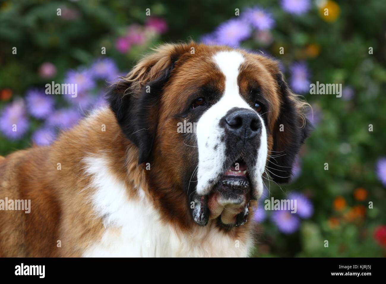 Alpine Mastiff High Resolution Stock Photography and Images - Alamy