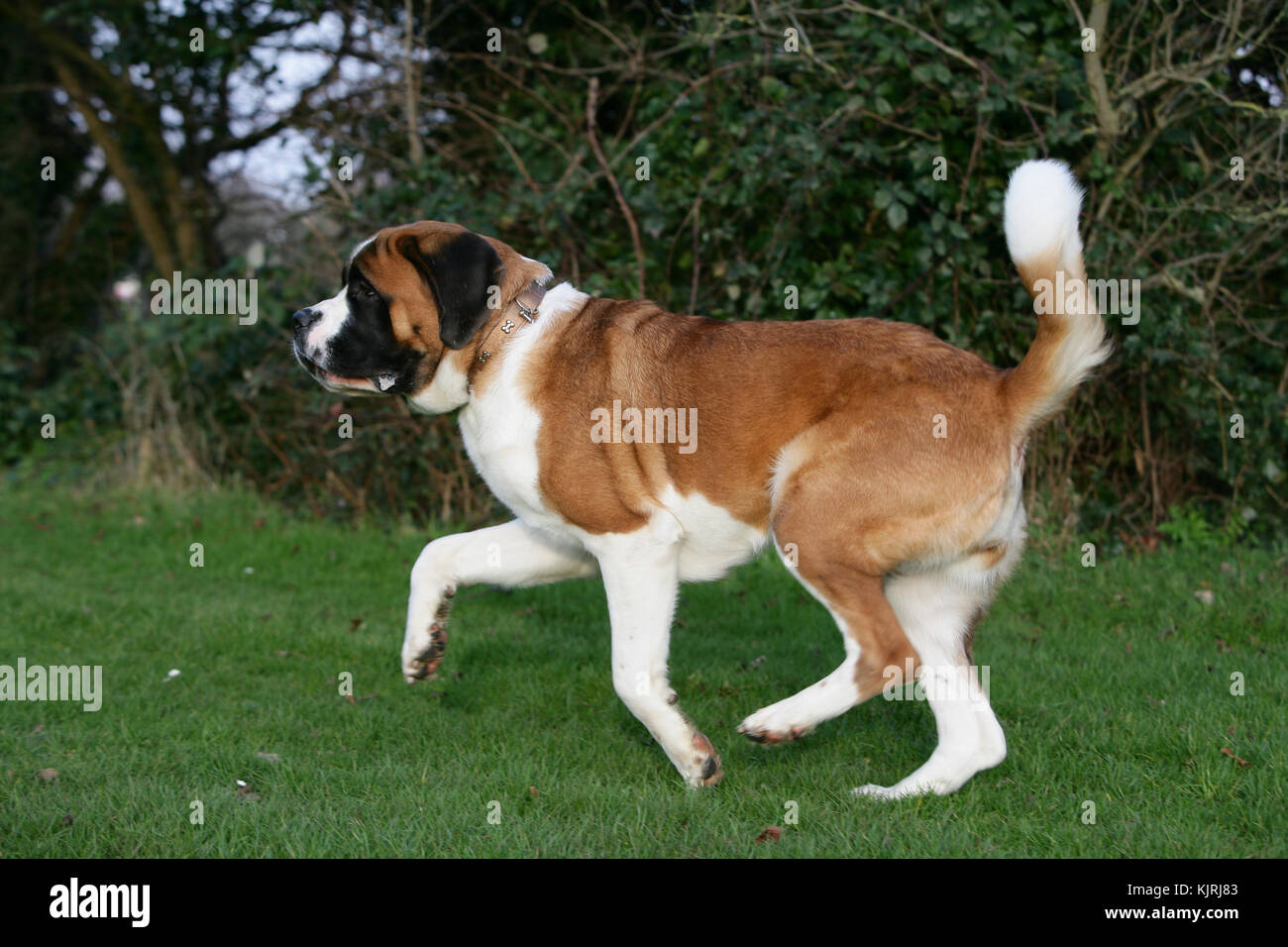 Alpine Mastiff High Resolution Stock Photography and Images - Alamy
