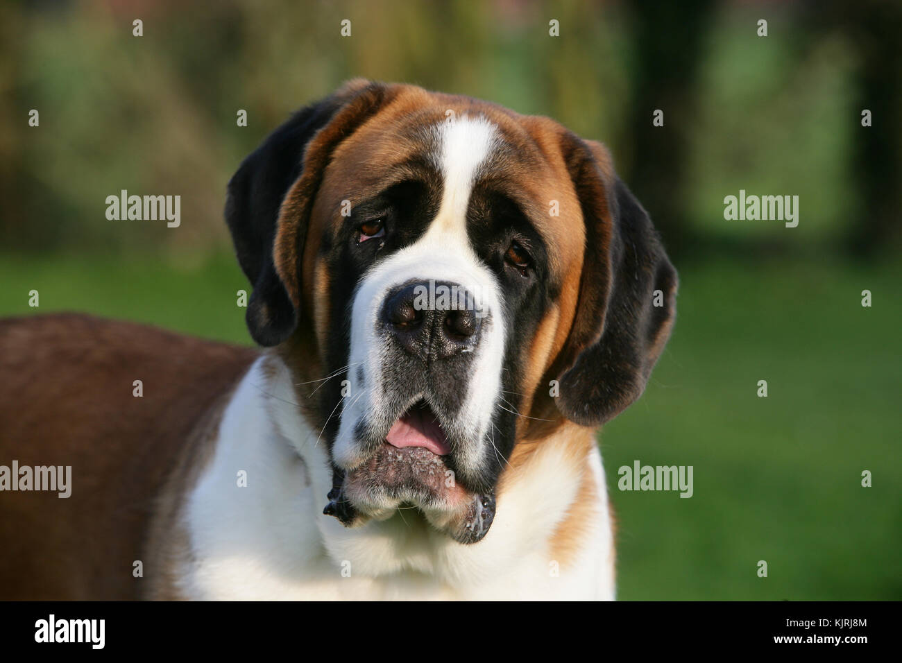 Alpine Mastiff High Resolution Stock Photography and Images - Alamy