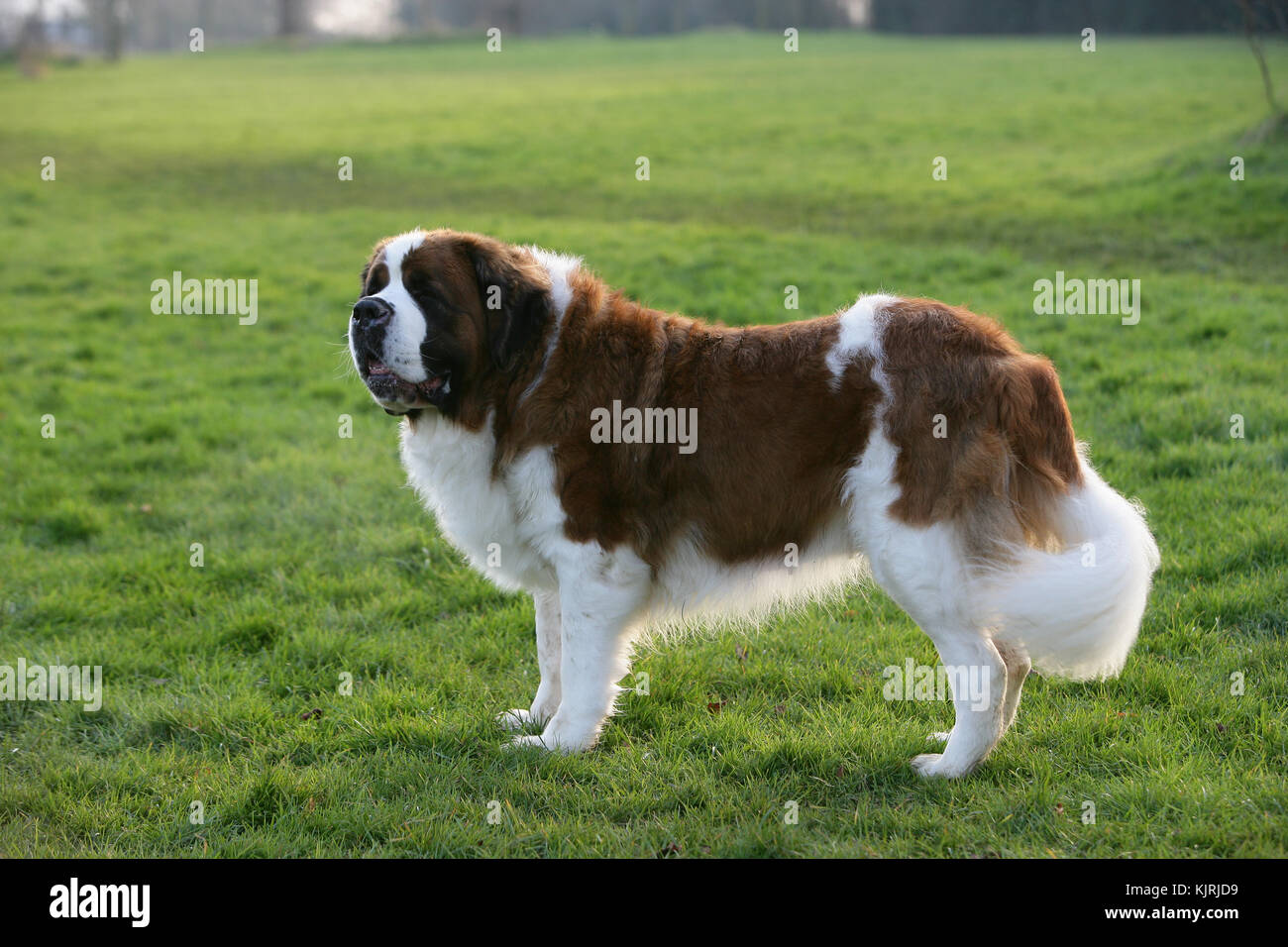 Alpine mastiff hi-res stock photography and images - Alamy