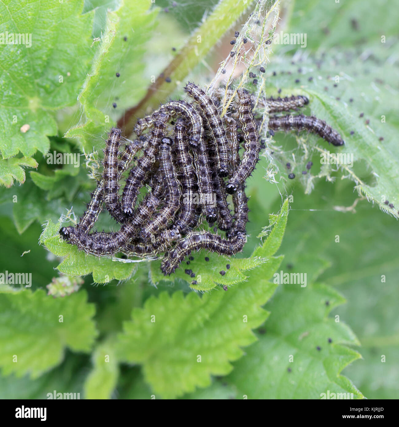 Tortoiseshell butterfly caterpillar hi-res stock photography and images ...