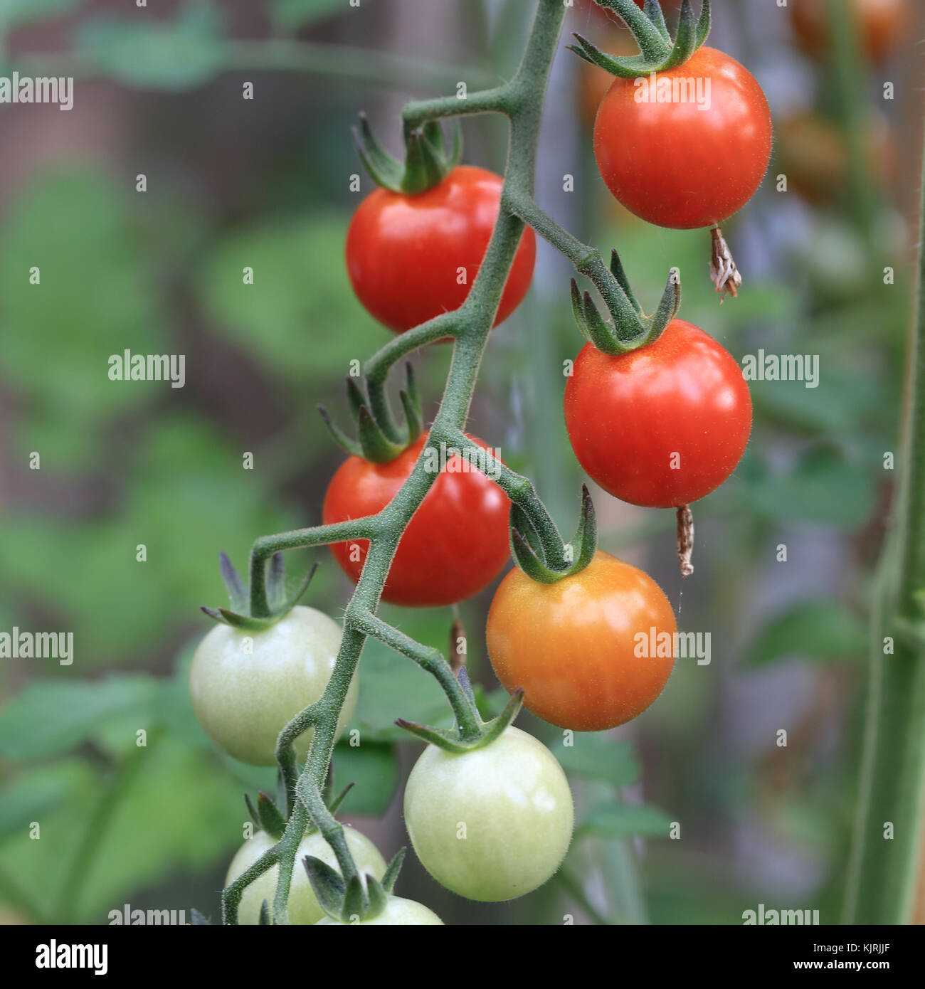 Ripening cherry tomatoes on the vine Stock Photo - Alamy