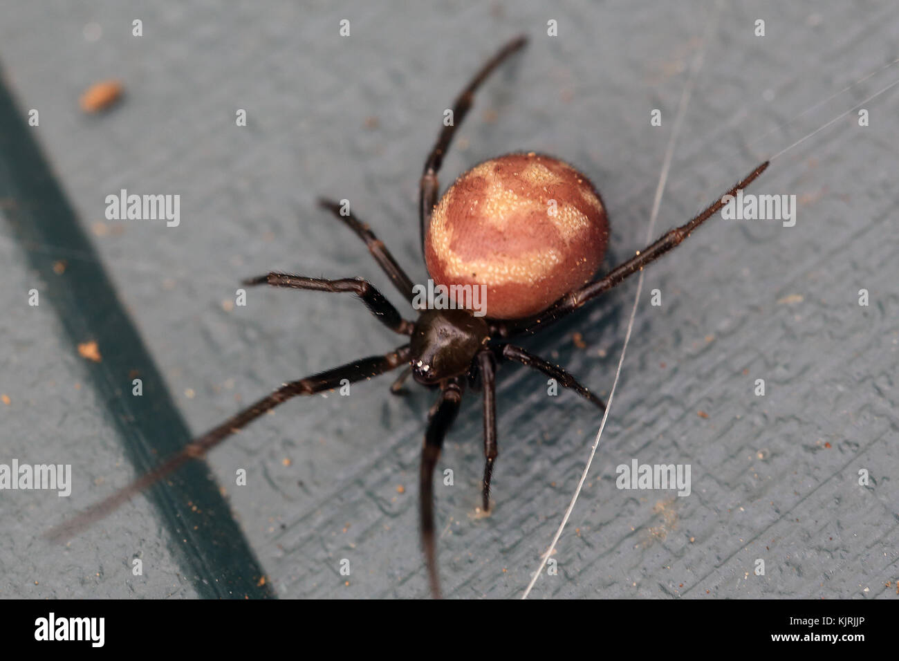 False Widow Spider (Steatoda grossa), Penzance, Cornwall, England, UK ...